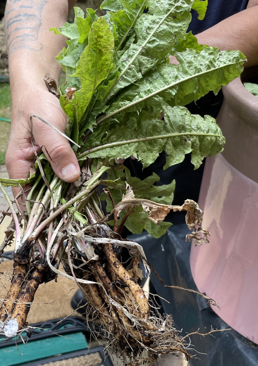 Health Benefits of Organic Dandelion - Organic Health Solutions