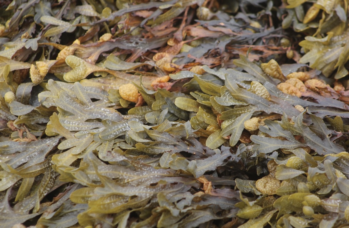 Health Benefits of Seaweed - Organic Health Solutions