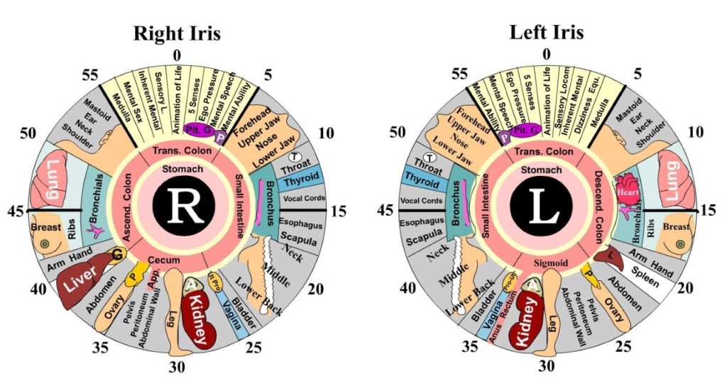 Can Iridology Detect Skin Problems Organic Health Solutions Can Iridology Detect Skin Problems Organic Health Solutions